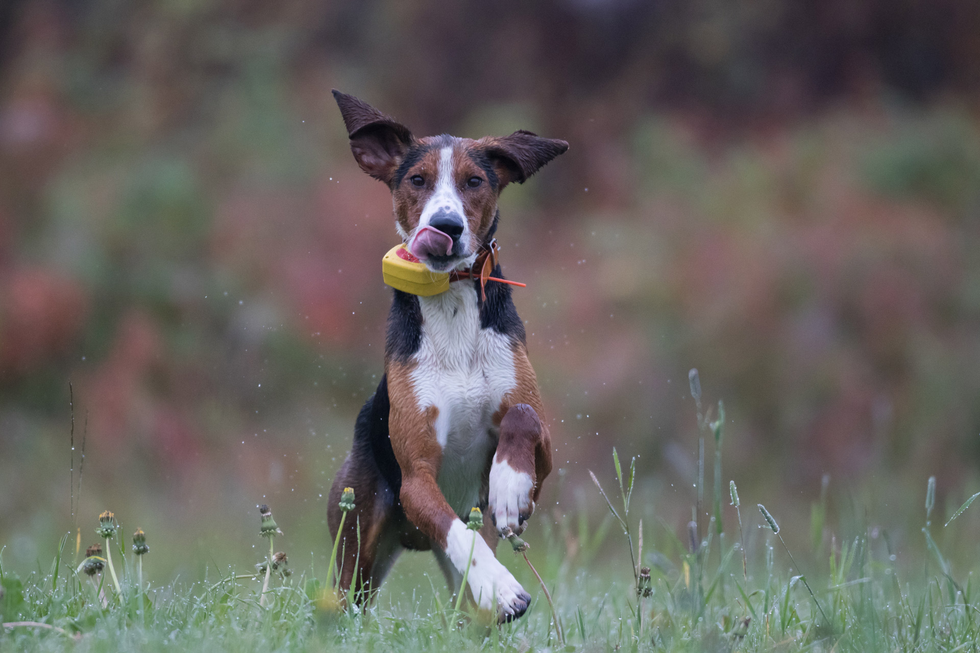 Hunting trial for hounds | The Finnish Kennel Club