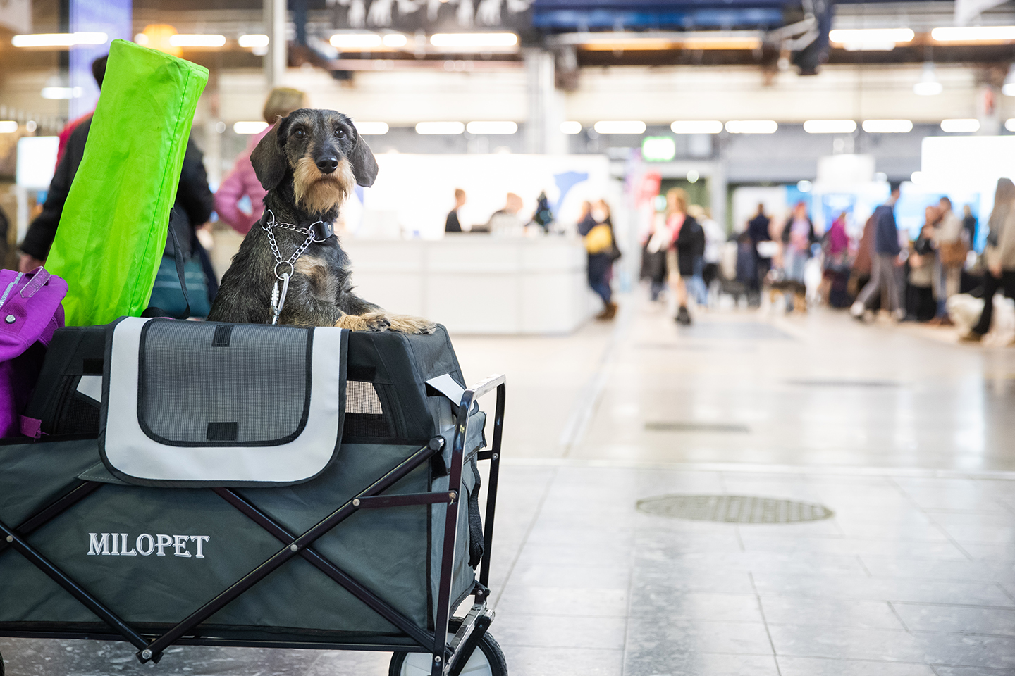 The World Dog Show brings thousands of dogs from all over the world to ...
