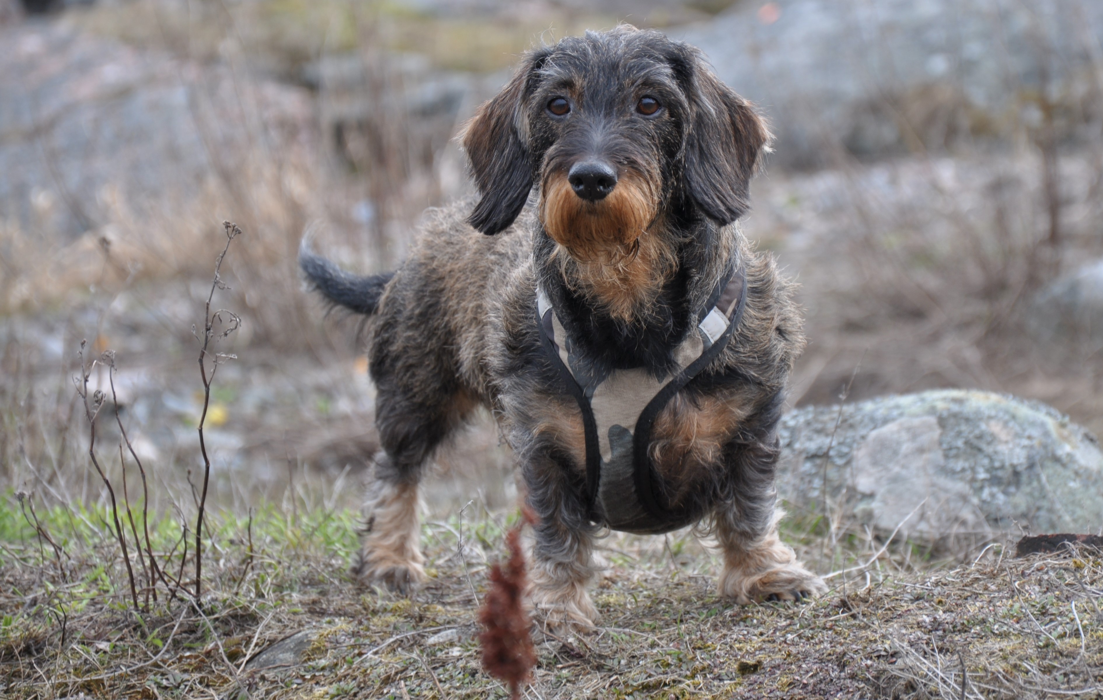 Koiran luonne ja käyttäytyminen | Suomen Kennelliitto