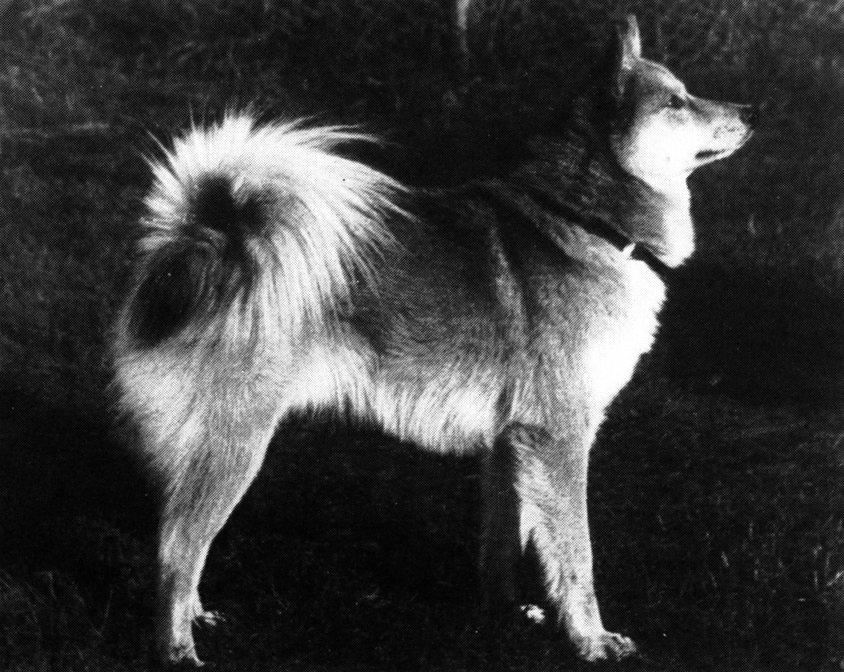 Suomenpystykorvan sukutauluja selvitetty 1800-luvulle saakka – tietoja ...