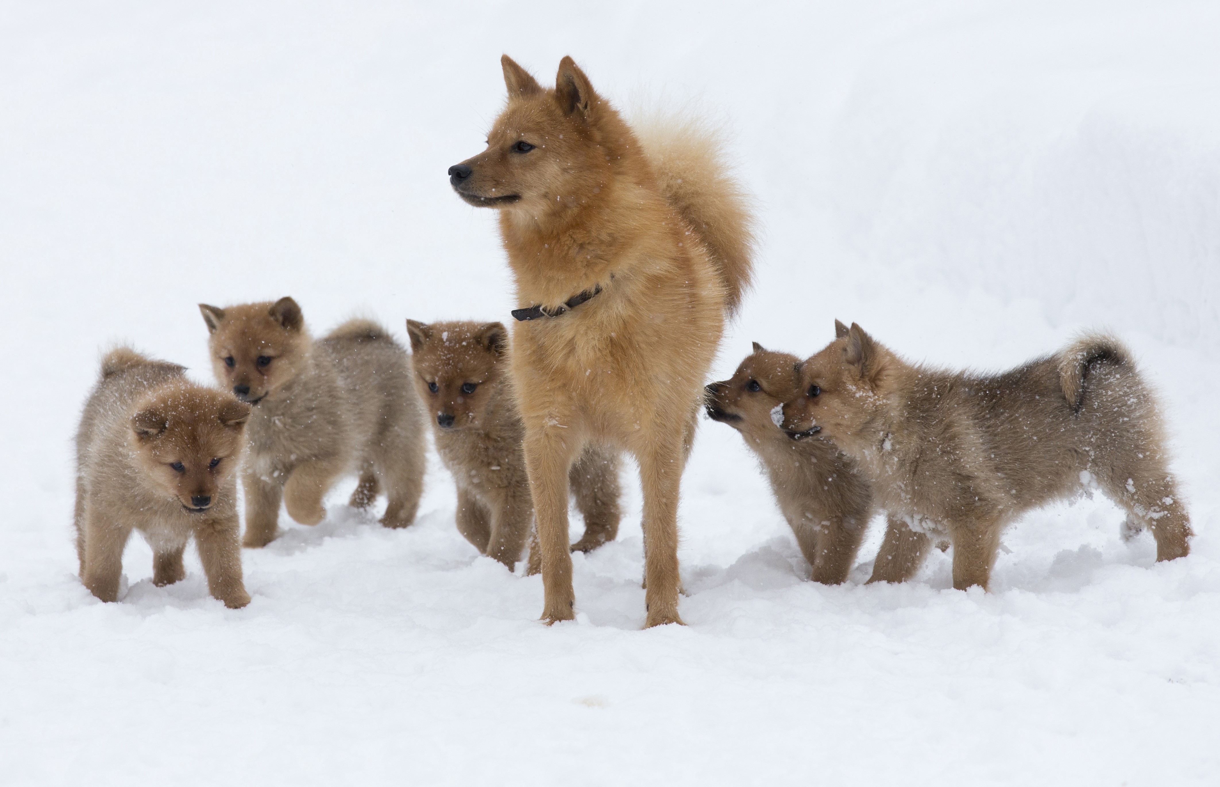 Dogs | The Finnish Kennel Club