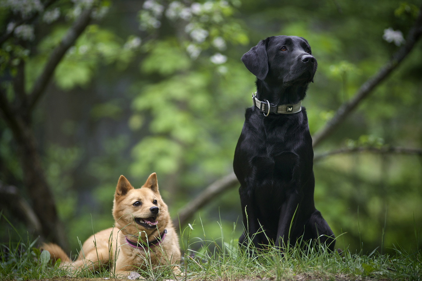 Suomen Kennelliiton Koirien hyvinvointityöryhmän puheenjohtaja Tarja ...