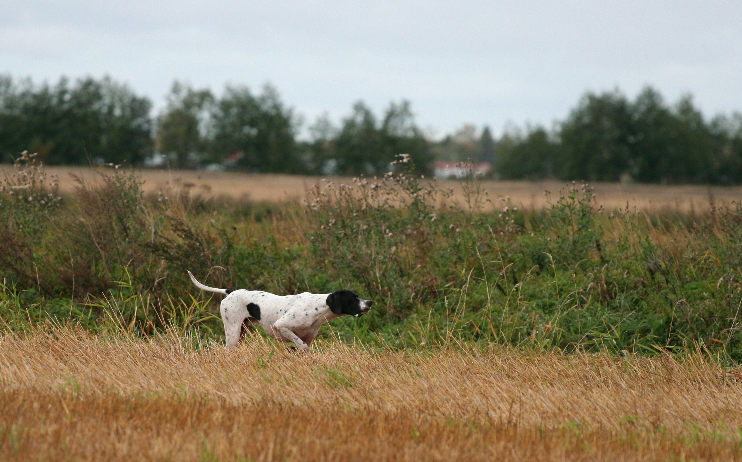 Englantilaisten kanakoirien kokeet | Suomen Kennelliitto