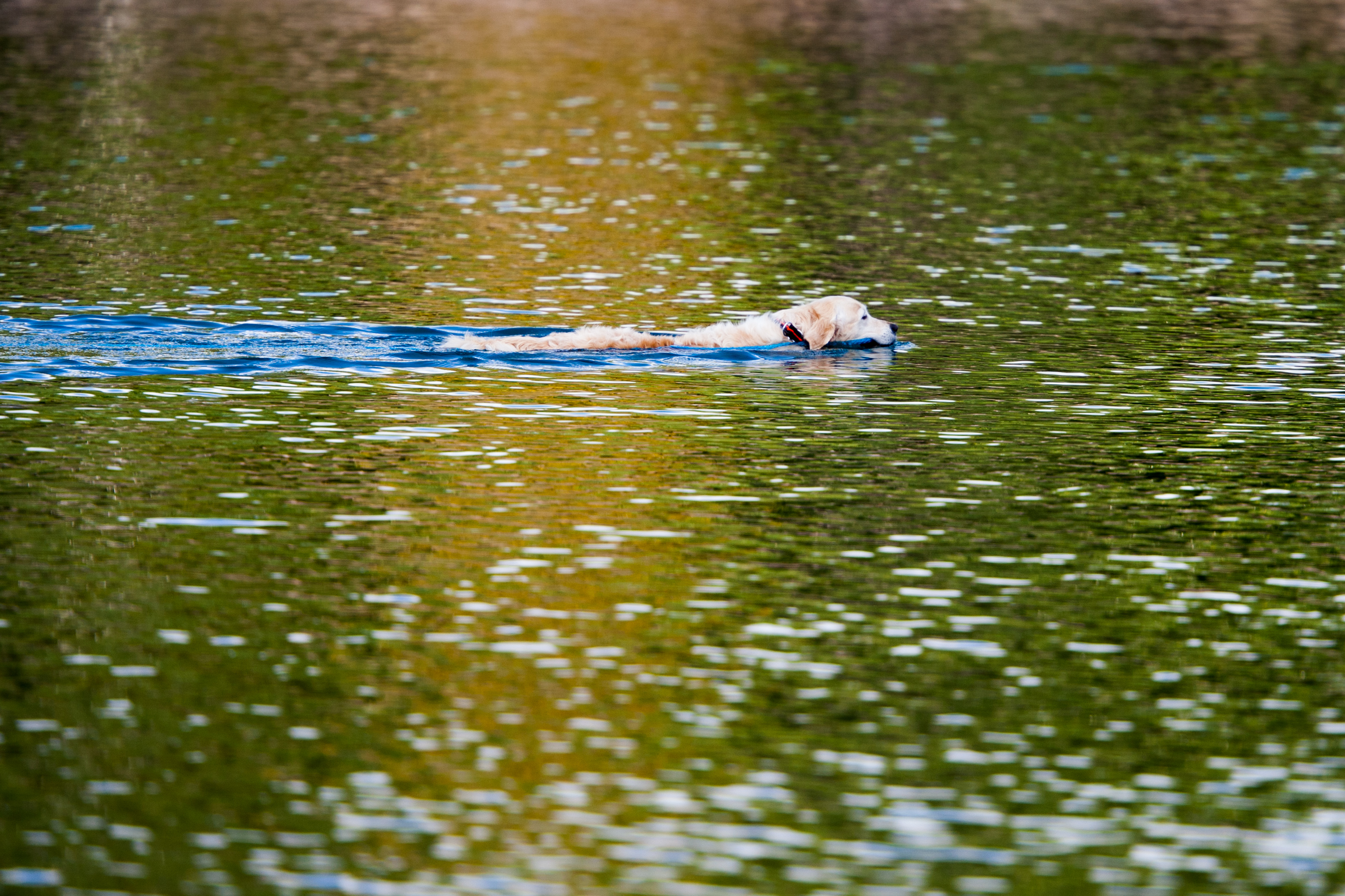 Noutajien kokeet | Suomen Kennelliitto