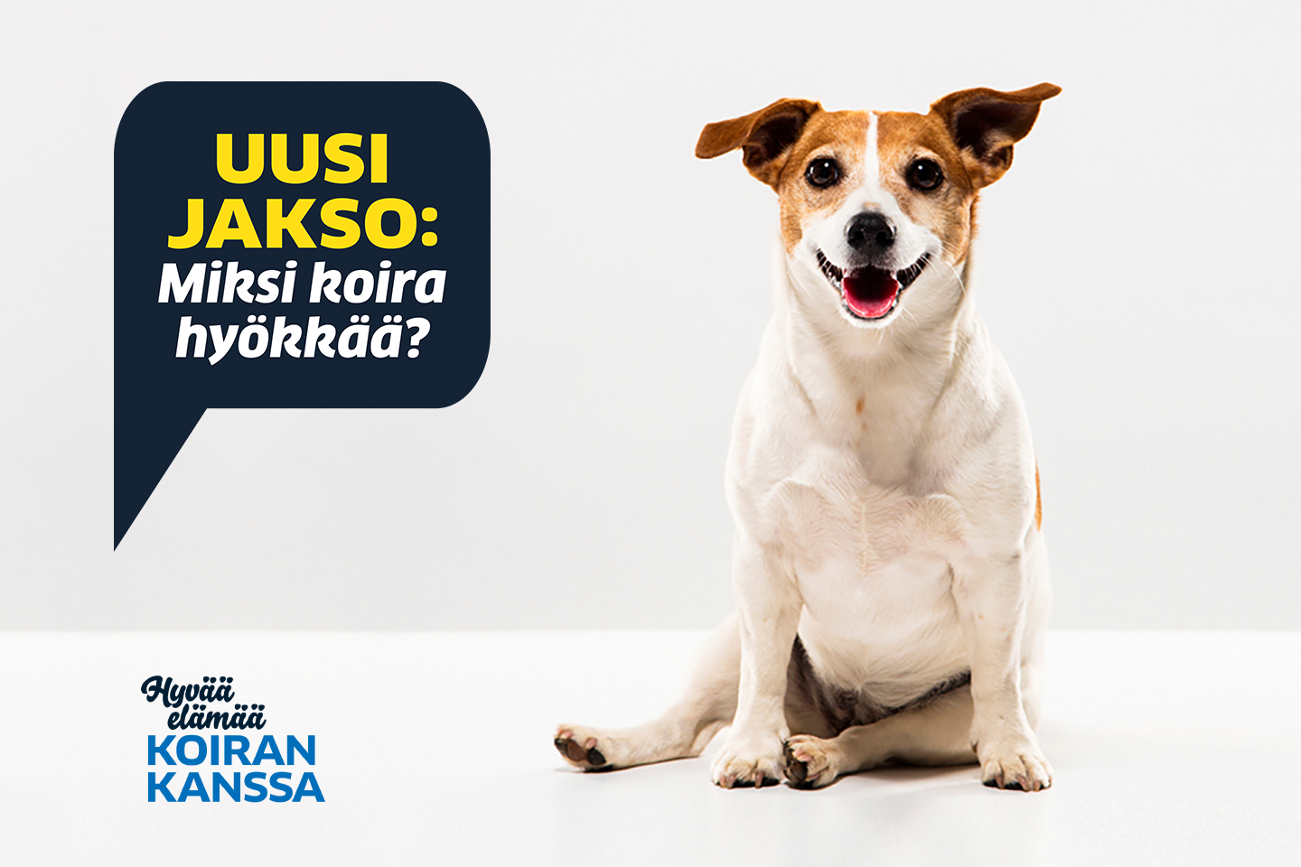 Hyvää elämää koiran kanssa -podcastin uudessa jaksossa kysytään, miksi ...