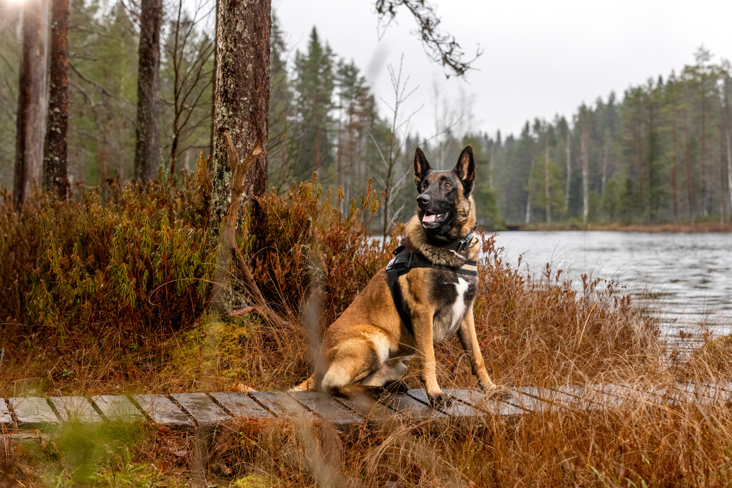 Vuoden virkakoirat 2025 ovat tässä – esittelyssä poliisikoira Hero ...