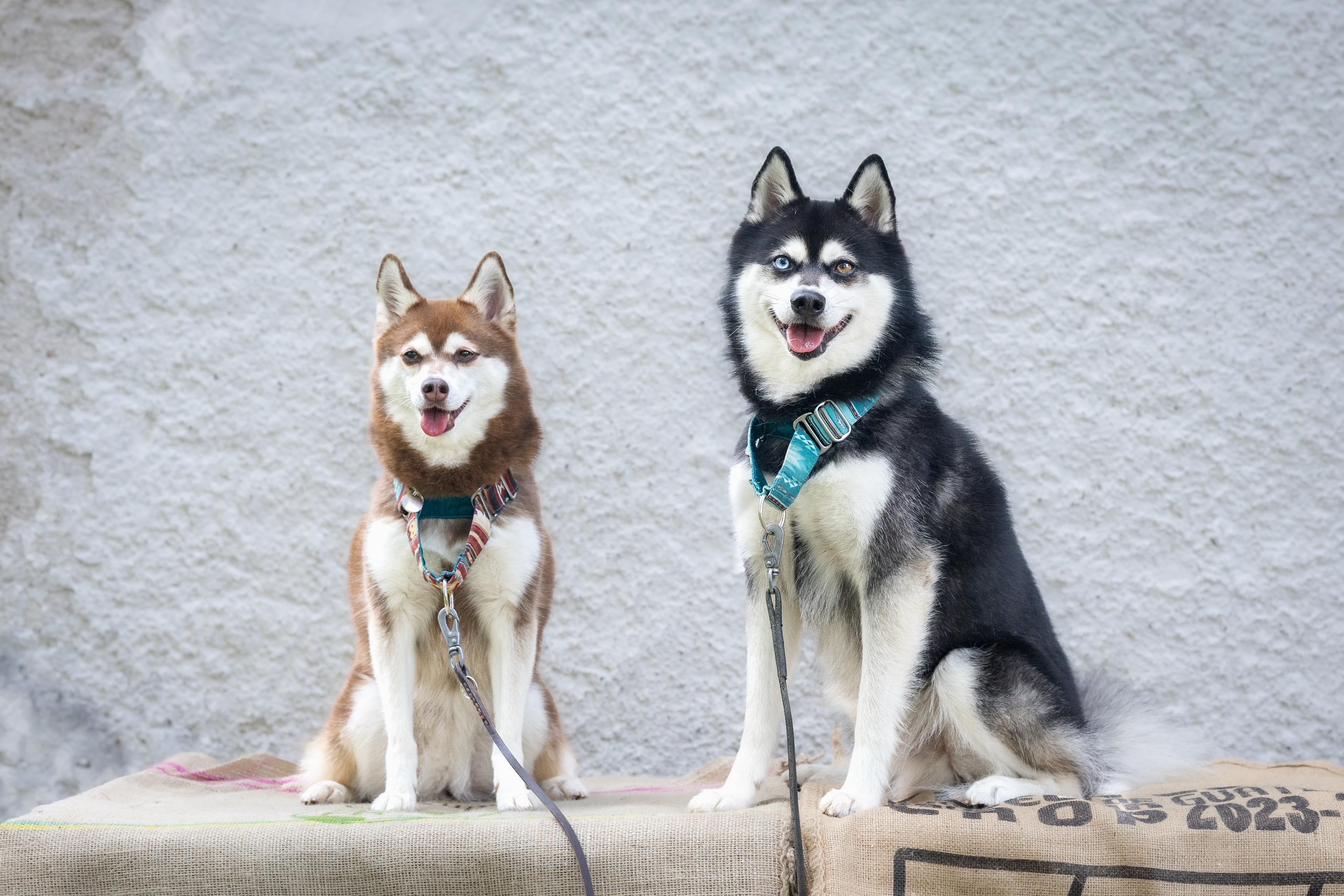 Alaskan klee kai on uusi Kennelliittoon rekisteröitävä rotu | Suomen ...