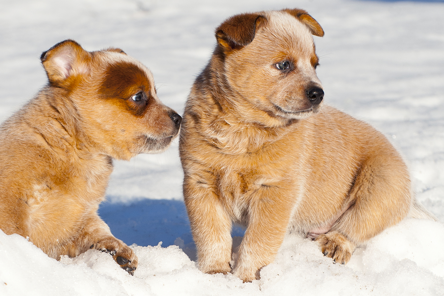 Uusi koirakanta-arvio kertoo: Suomessa on yli 800 000 koiraa, joista ...
