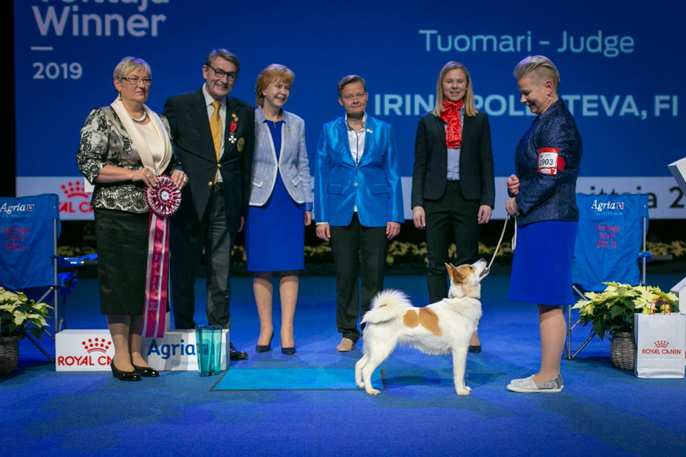 Pohjanpystykorva oli Voittaja 2019 -näyttelyn paras koira | Suomen ...