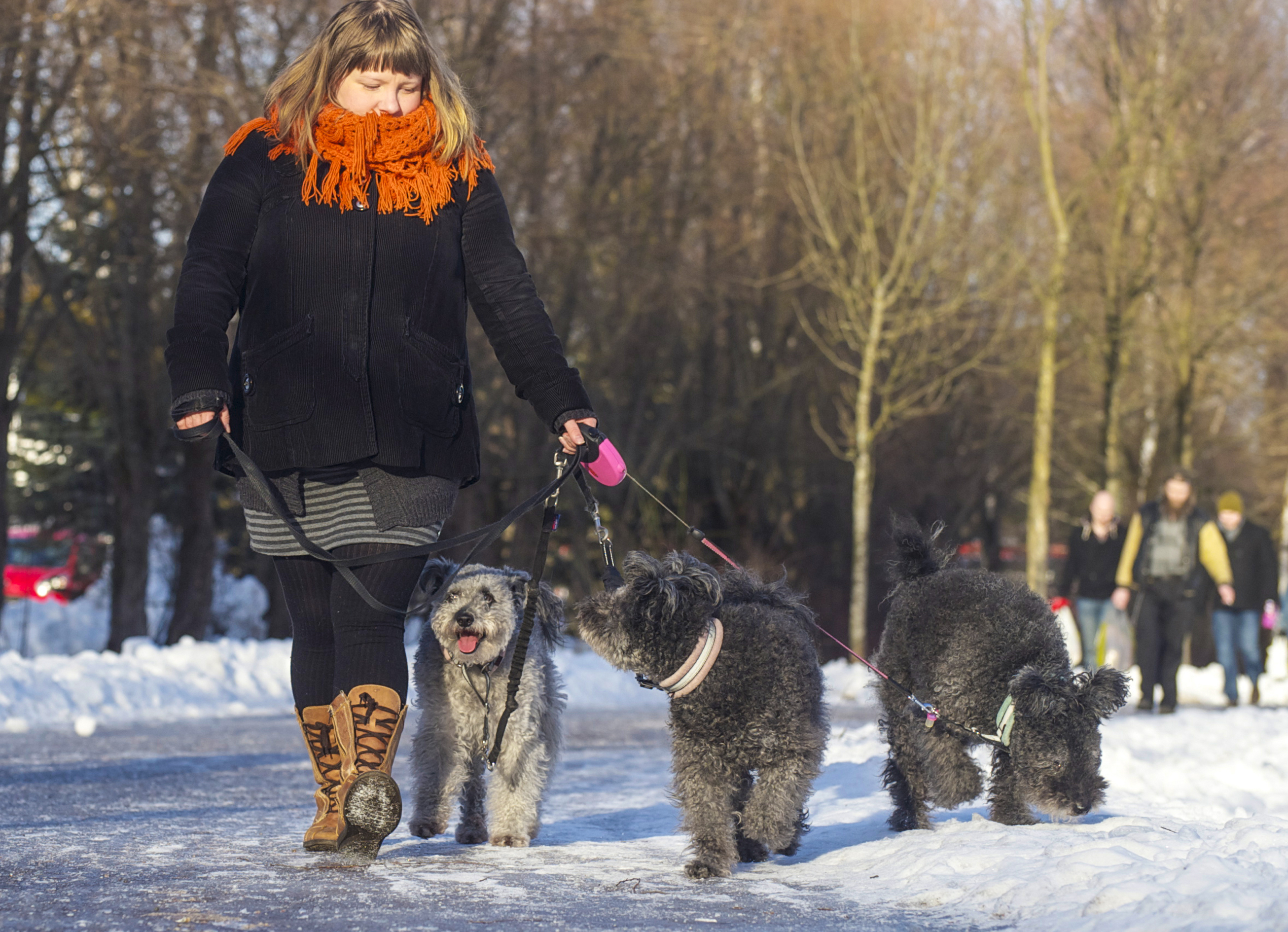 Kennelliitto muistuttaa: Koirat on pidettävä kytkettyinä 1.3. alkaen ...