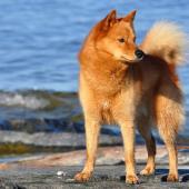 Suosituimmat koirarodut | Suomen Kennelliitto