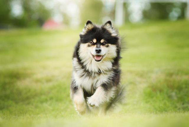 Tunnistatko koirasi kivun? | Suomen Kennelliitto