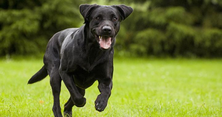 The Finnish Canine Expert | The Finnish Kennel Club